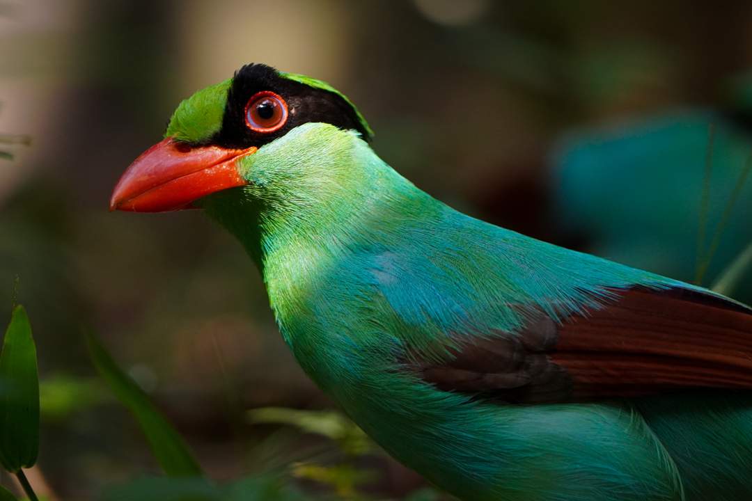 Sponsored | Why This is the Most Important Nature Documentary of the ...