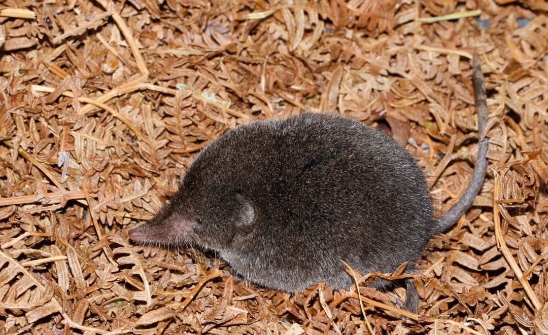 ‘Not many people get to see this animal’: Scientists find elusive shrew ...