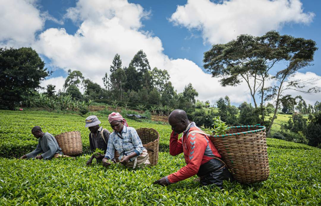 ‘Tea for two’ as Kenya seeks to boost exports to China | News24