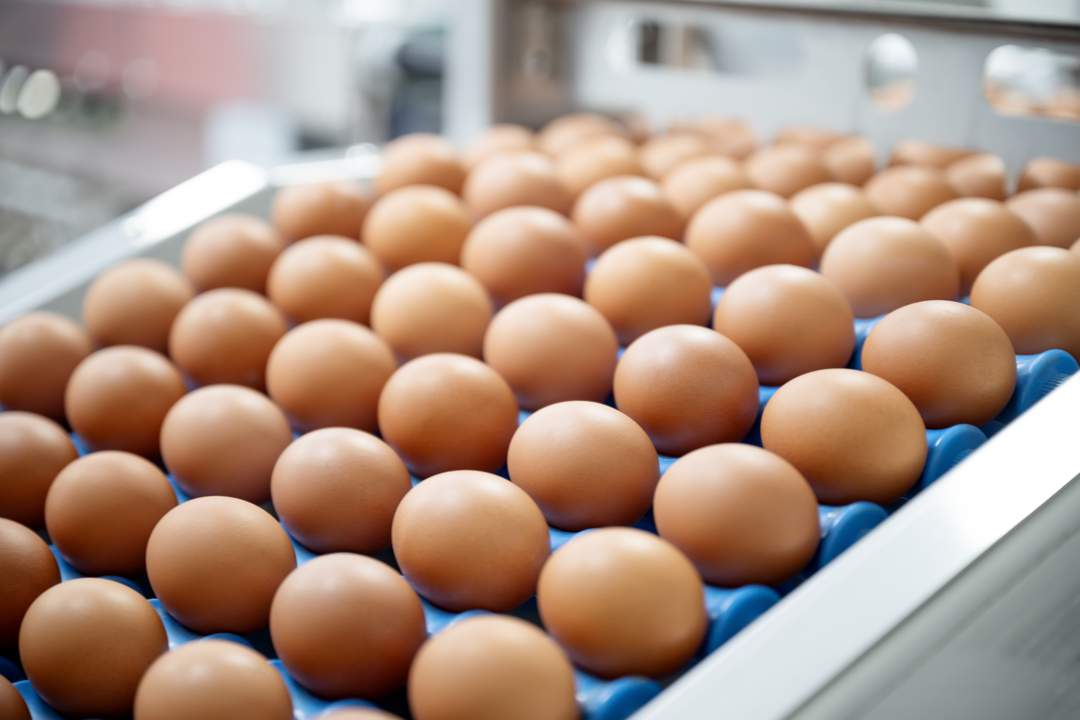 Nulaid owner Quantum triples profits as volumes recover — but bird flu ...