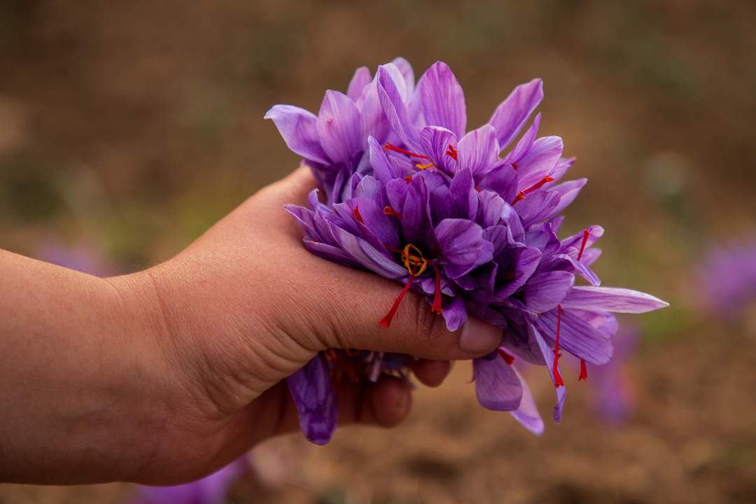 Saffron farming in SA promising - but there’s no ‘get rich quick’ | News24