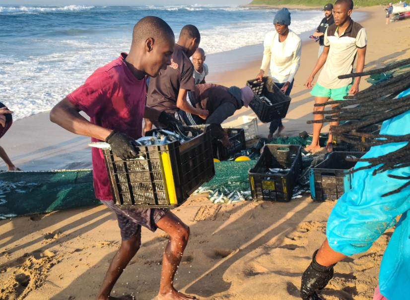It’s shoal time! Annual KZN sardine run begins with some big catches, a ...