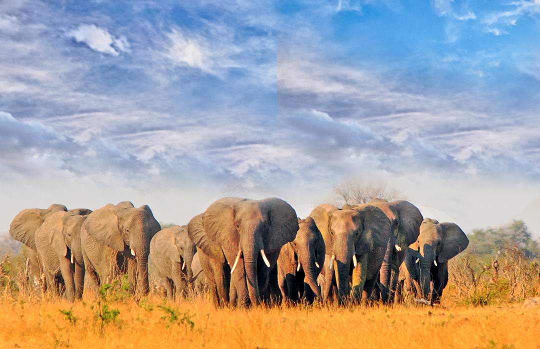 Zimbabwe issues permits for cull of at least 50 elephants | News24