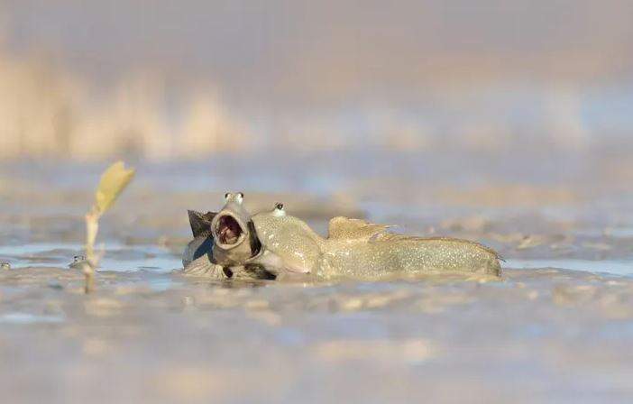 Snap, giggle, win: 2025 Nikon Comedy Wildlife Awards want your funniest ...
