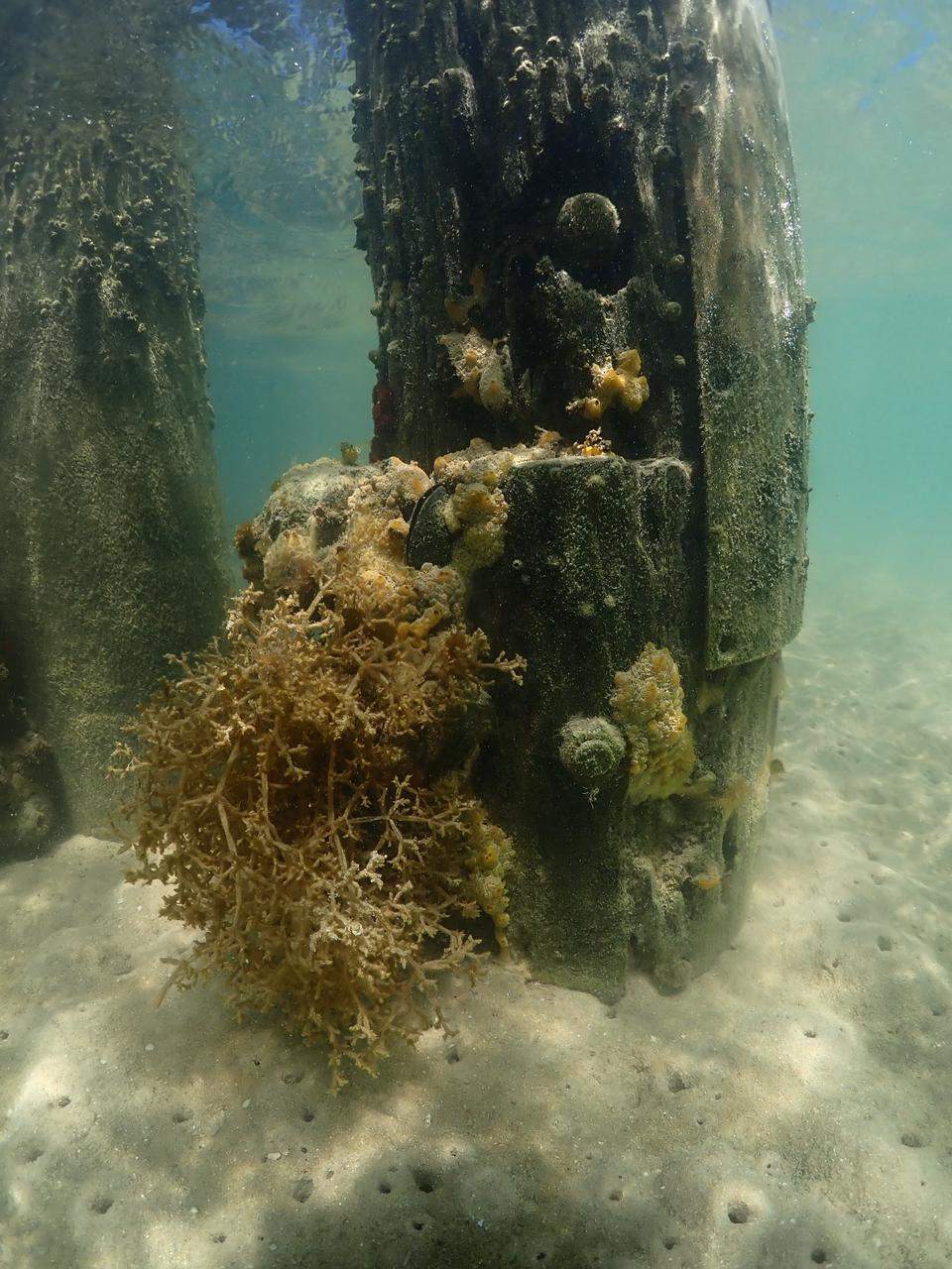 Experts fear impact of ‘unusual’ invasive species found in West Coast ...