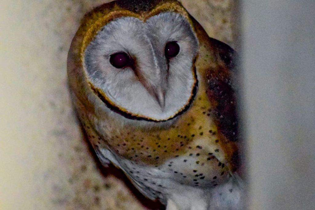 SEE | Baby owls hatch at University of Free State library | News24