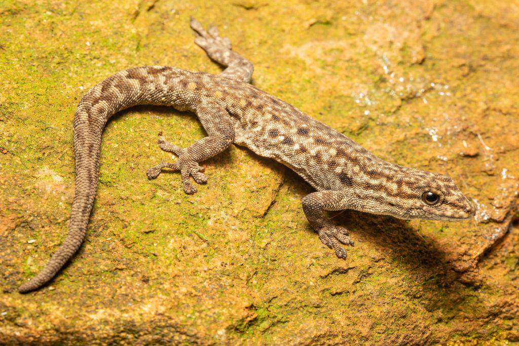 Researchers sound alarm over Limpopo dwarf gecko as pine plantations ...