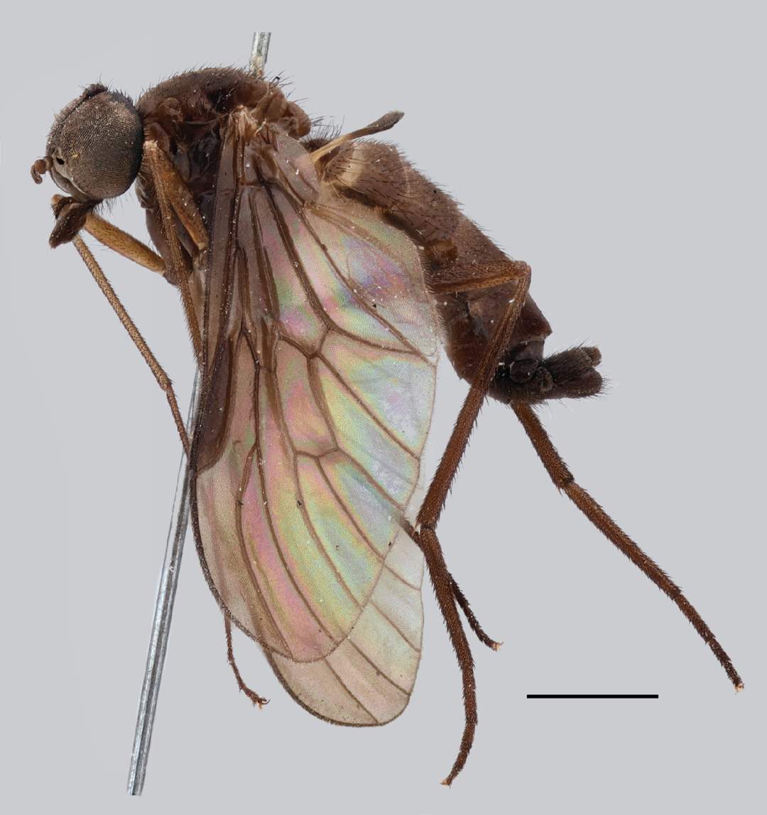 Water Snipe Flies
