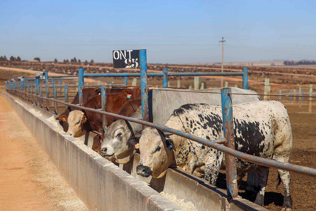 Foot-and-mouth crisis: Farmers call for vaccine privatisation | News24