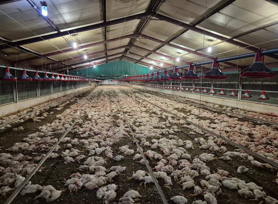 State poultry giant Daybreak Foods goes to auction after R1.7bn PIC ...