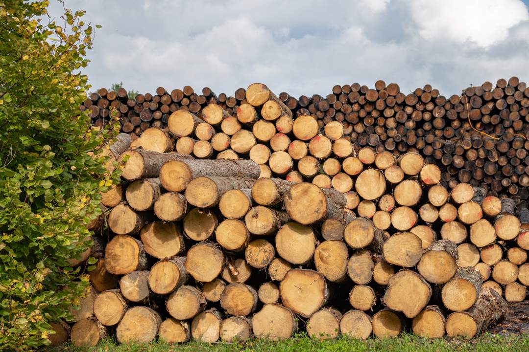 Australian fund backs 100-year-old Eastern Cape timber group | News24