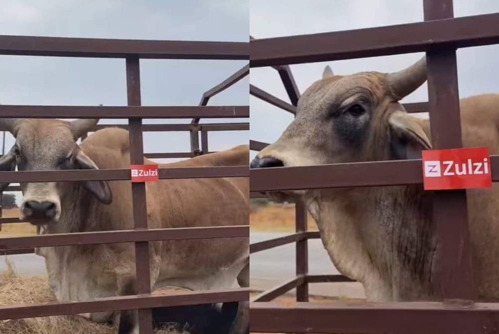 ‘Fastest sales we’ve ever seen’: Zulzi lists R13 500 cows and sells 15 ...