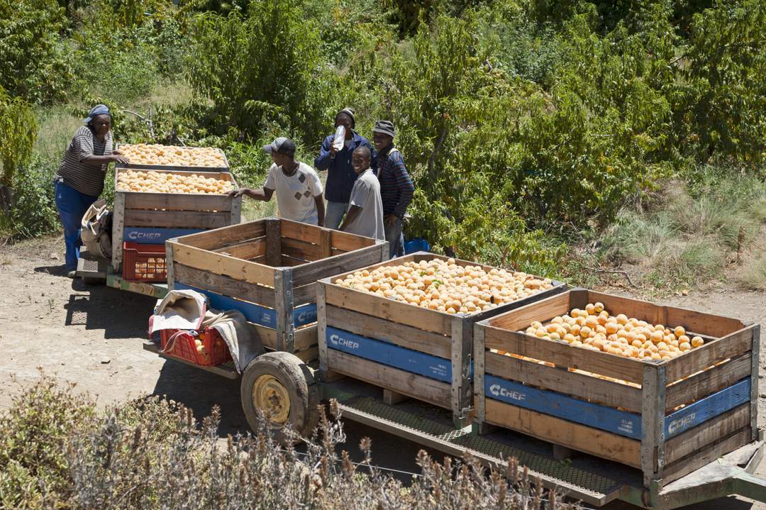 SA and China’s historic stone fruit deal could give farmers a R800m ...