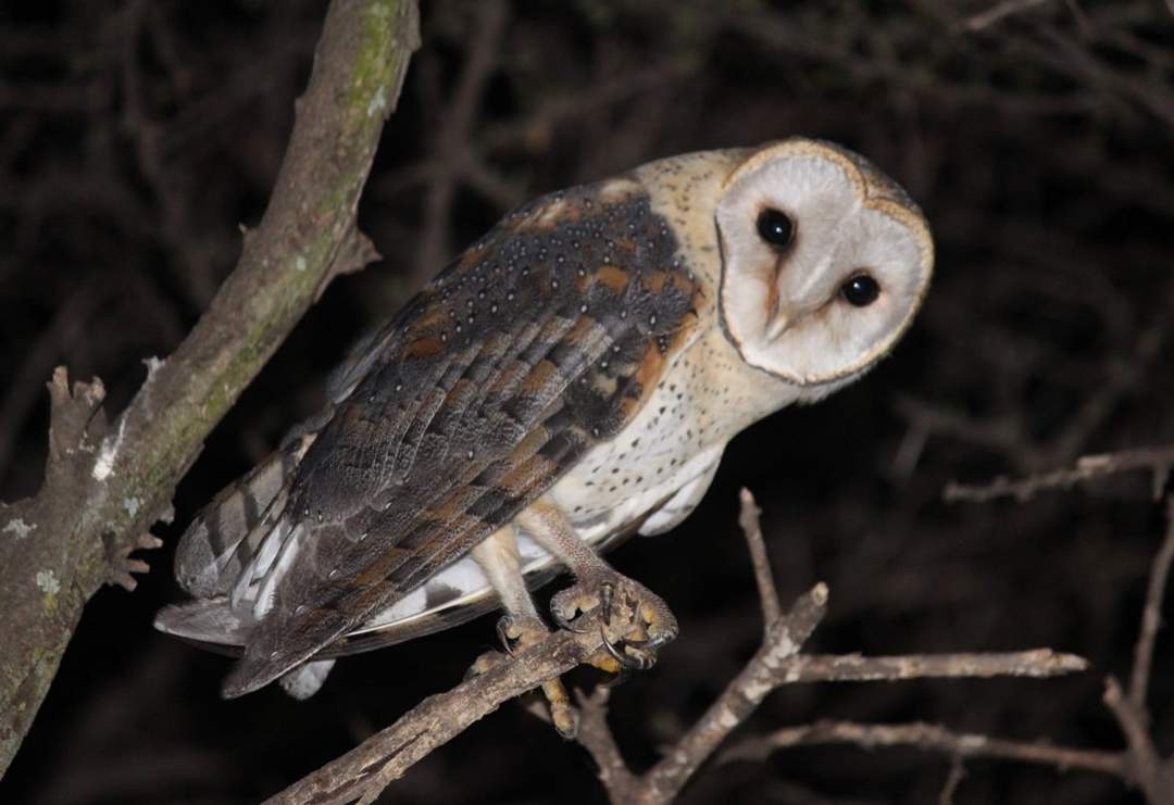 NSPCA clears Coca-Cola SA over owl’s death at Midrand plant | News24