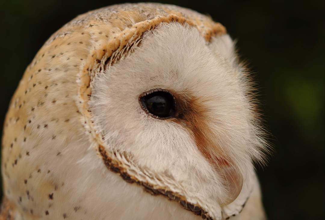 No fowl play in owl’s mysterious death at Coca-Cola factory | News24