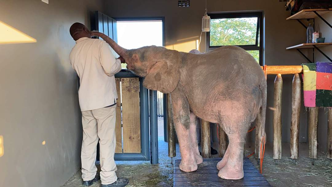 Documentary tells the heartwarming tale of an orphaned elephant | News24