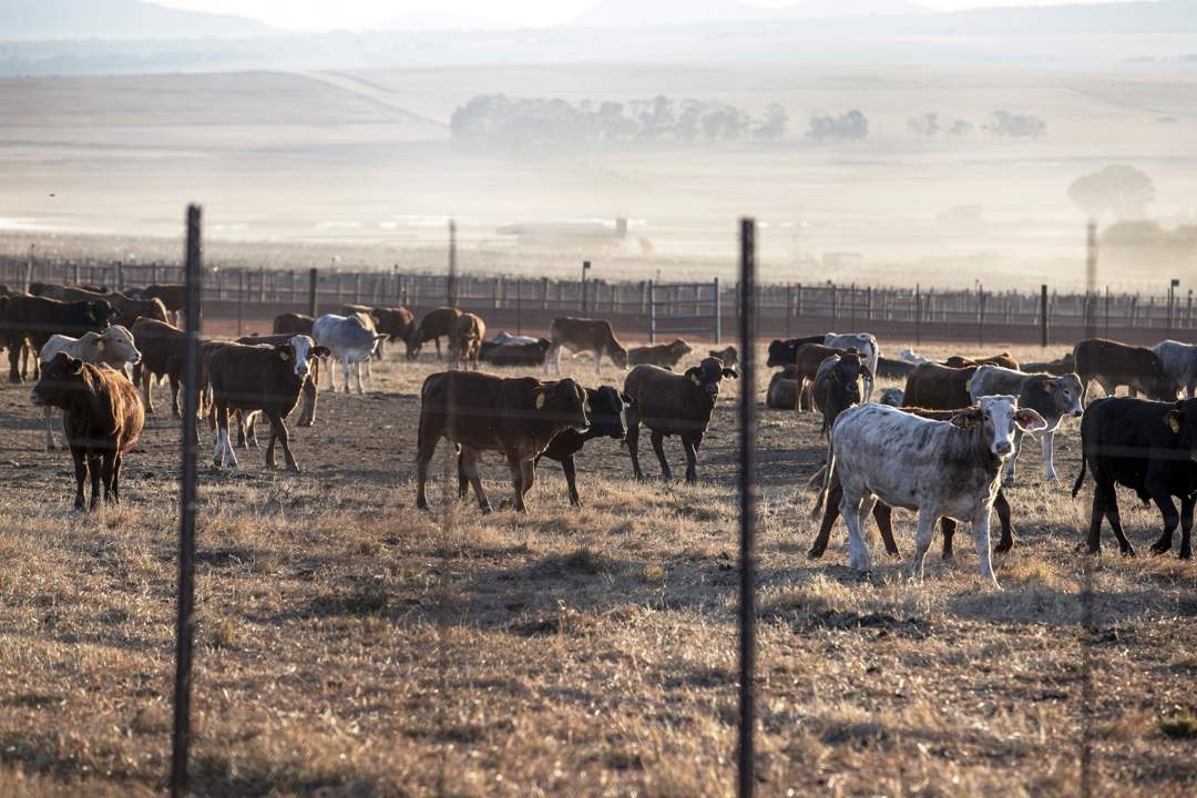 Adriaan Basson | State of the nation: 10 things SA wants to hear from ...