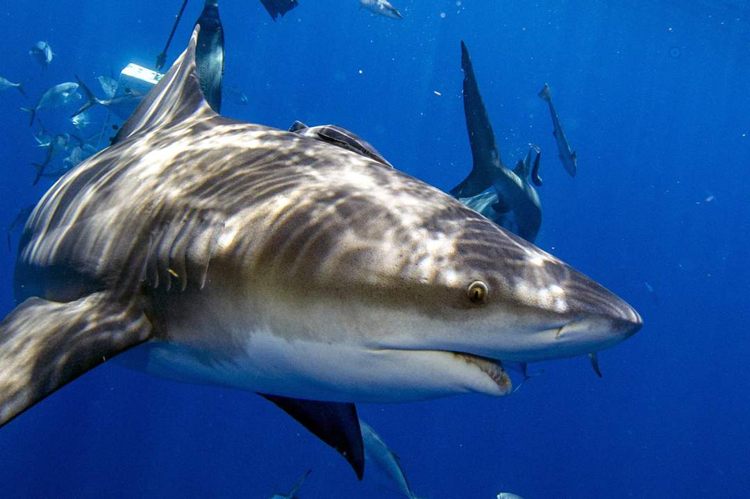 Beaches closed after shark bites surfer in Australia’s fourth attack in ...