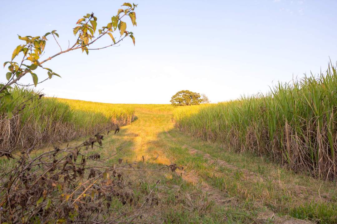 Tongaat Hulett liquidation crisis threatens sugarcane farmers in KZN ...
