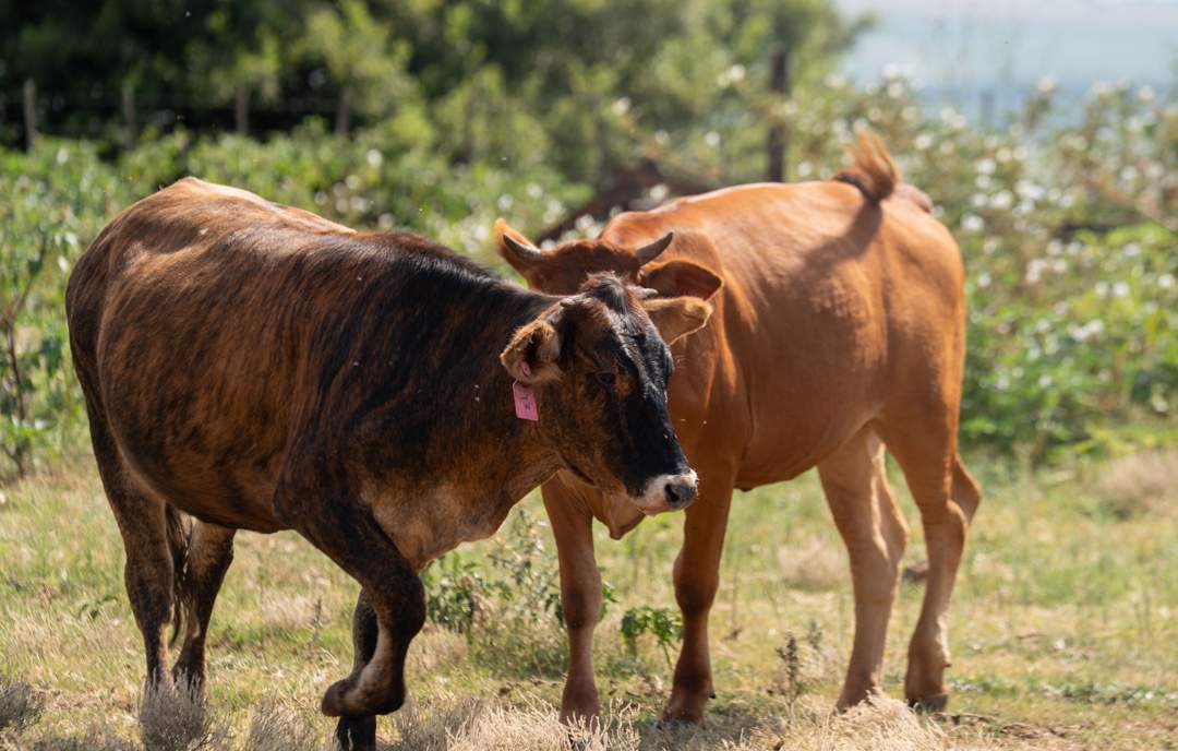 ‘Pity won’t bring back cows’: Farmers demand urgent vaccine rollout as ...