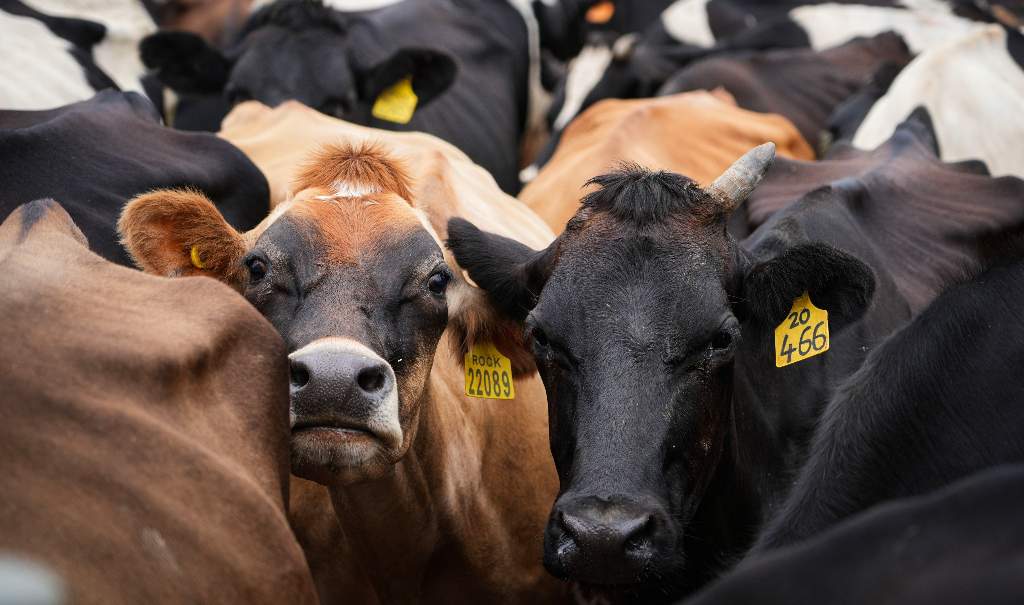 FMD outbreaks continue to climb as Agriculture Department focuses on ...