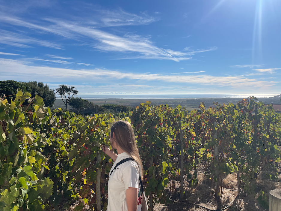 She planted vines in her parents’ garden in Noordhoek... and built a ...