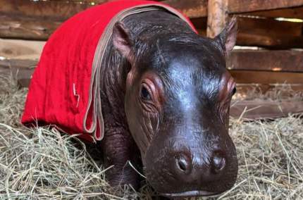 Bumpy the baby hippo goes viral as he leans on humans after losing his ...