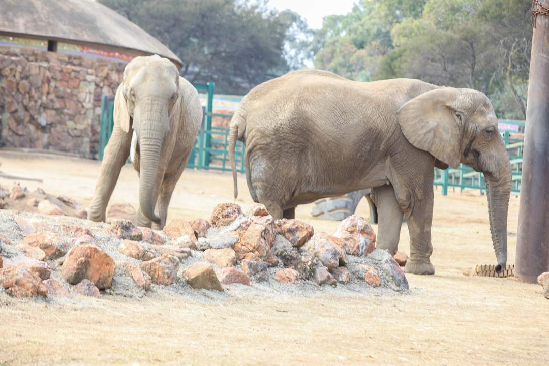 OPINION | Free Lammie, Mopane and Ramadiba: Why Joburg Zoo must release ...