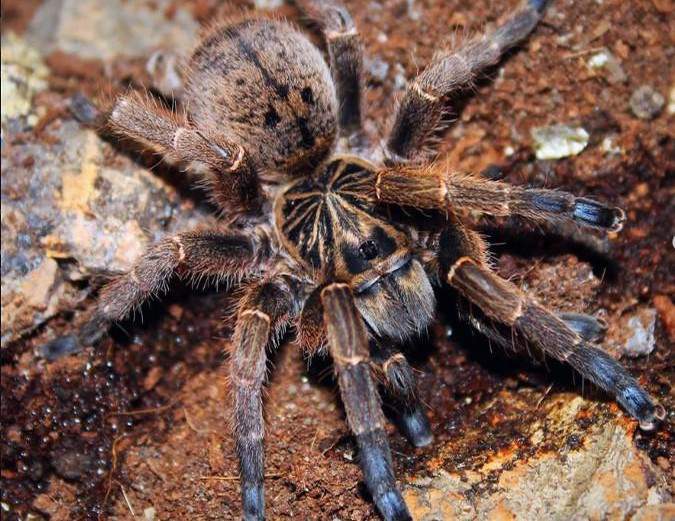 Conservation blues: Meet the shy SA spider at risk of vanishing due to ...