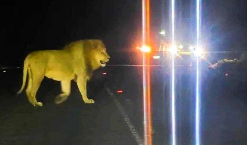 Escaped KZN lion put down after darting efforts fail | News24