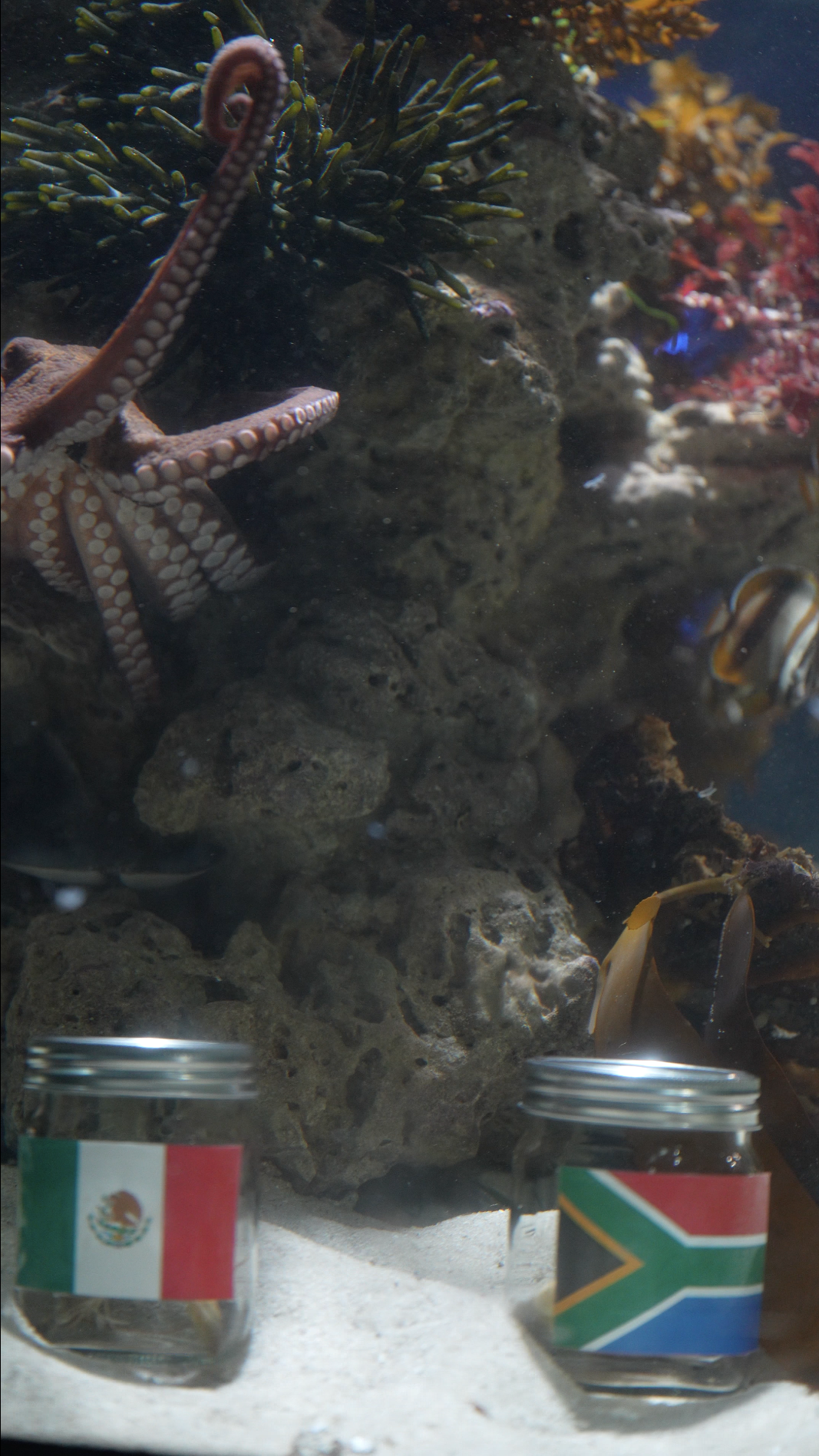 Cherry’s pick: Cape octopus predicts the winner of Bafana vs Mexico ...
